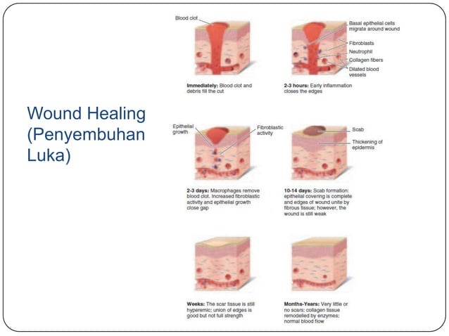 Struktur dan fungsi kulit | PPT