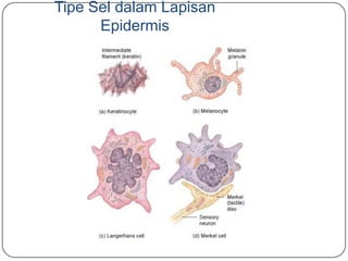 Struktur dan fungsi kulit | PPT