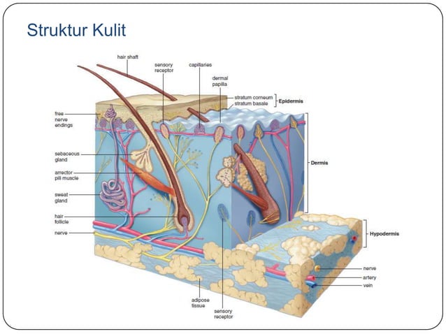 Struktur dan fungsi kulit