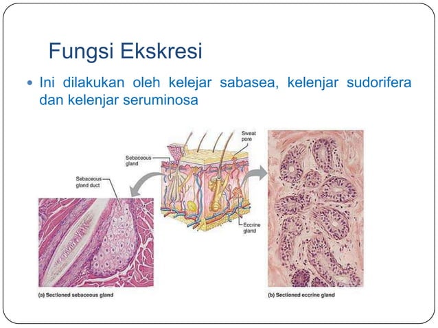 Struktur dan fungsi kulit