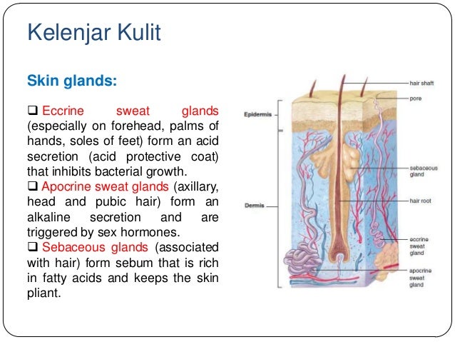 Struktur dan fungsi kulit