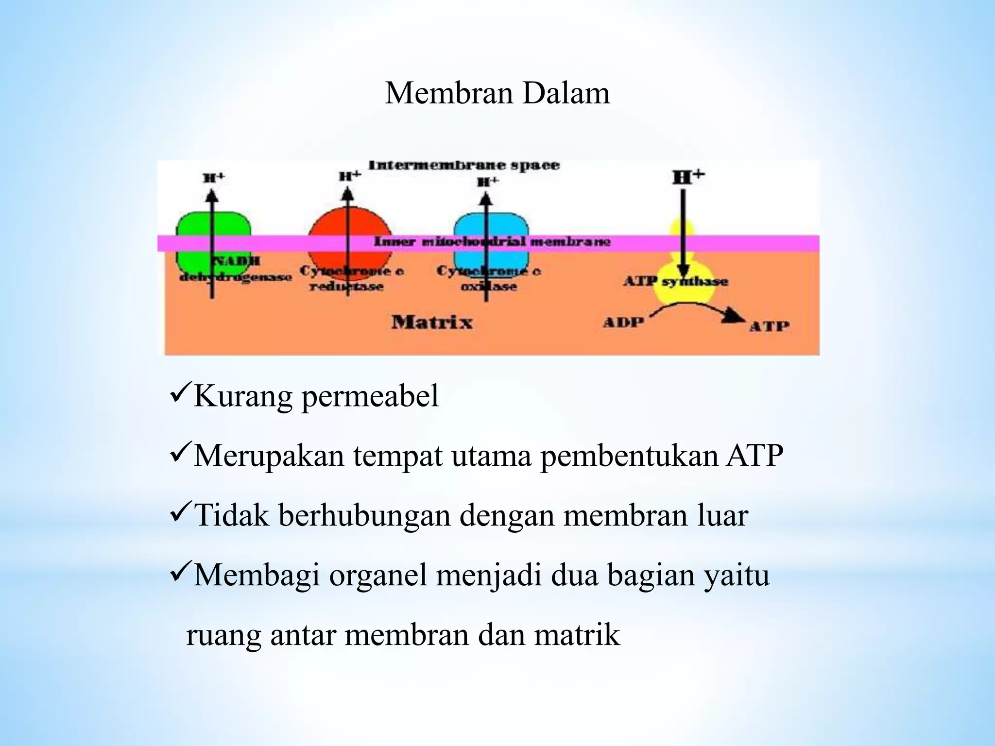 Struktur dan fungsi mitokondria | PPTX