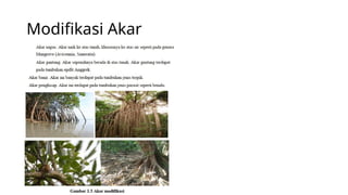 STRUKTUR DAN FUNGSI ORGAbbbN TUMBUHAN.pptx