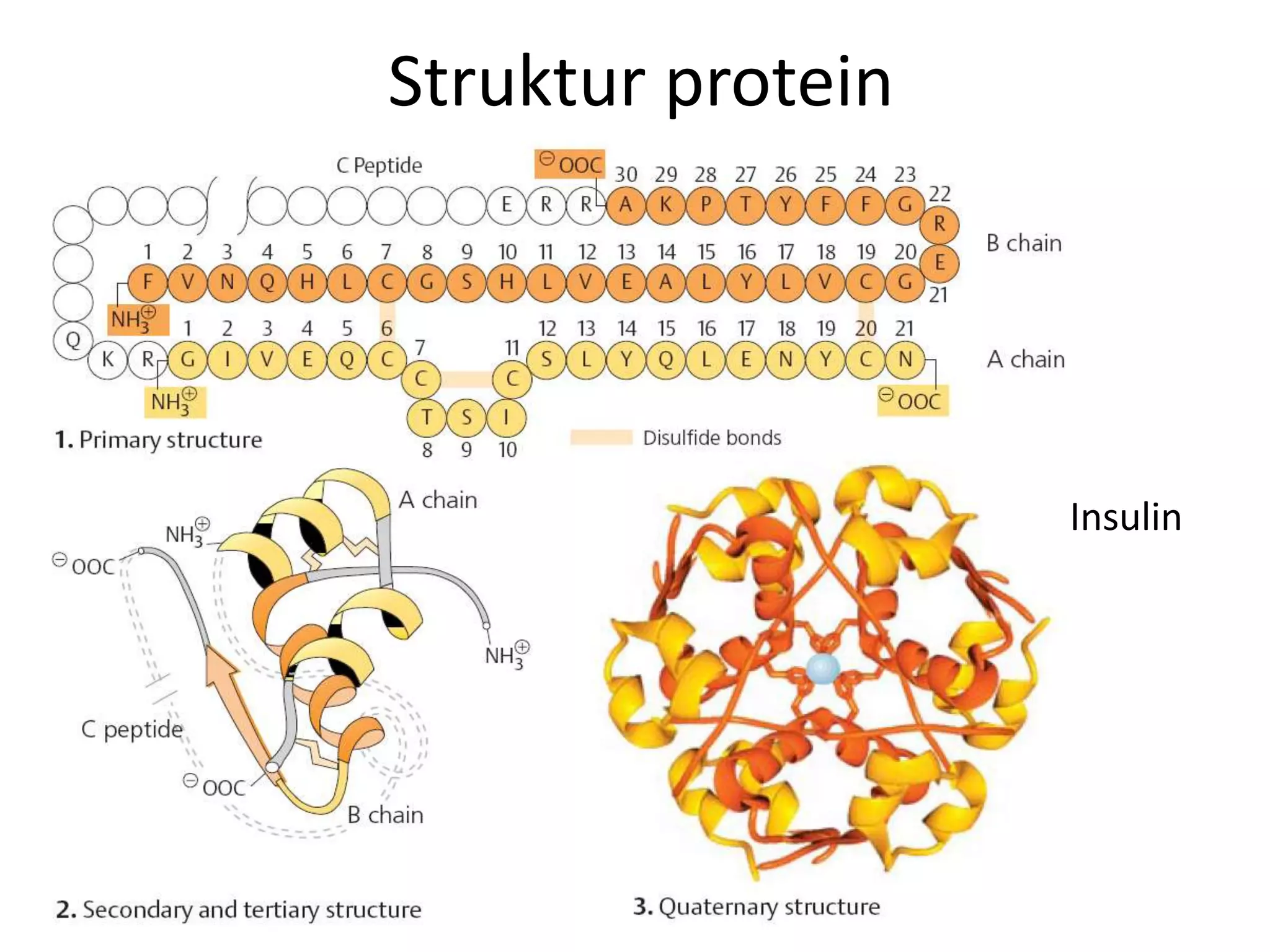 Struktur dan fungsi protein NPN_2022.pptx