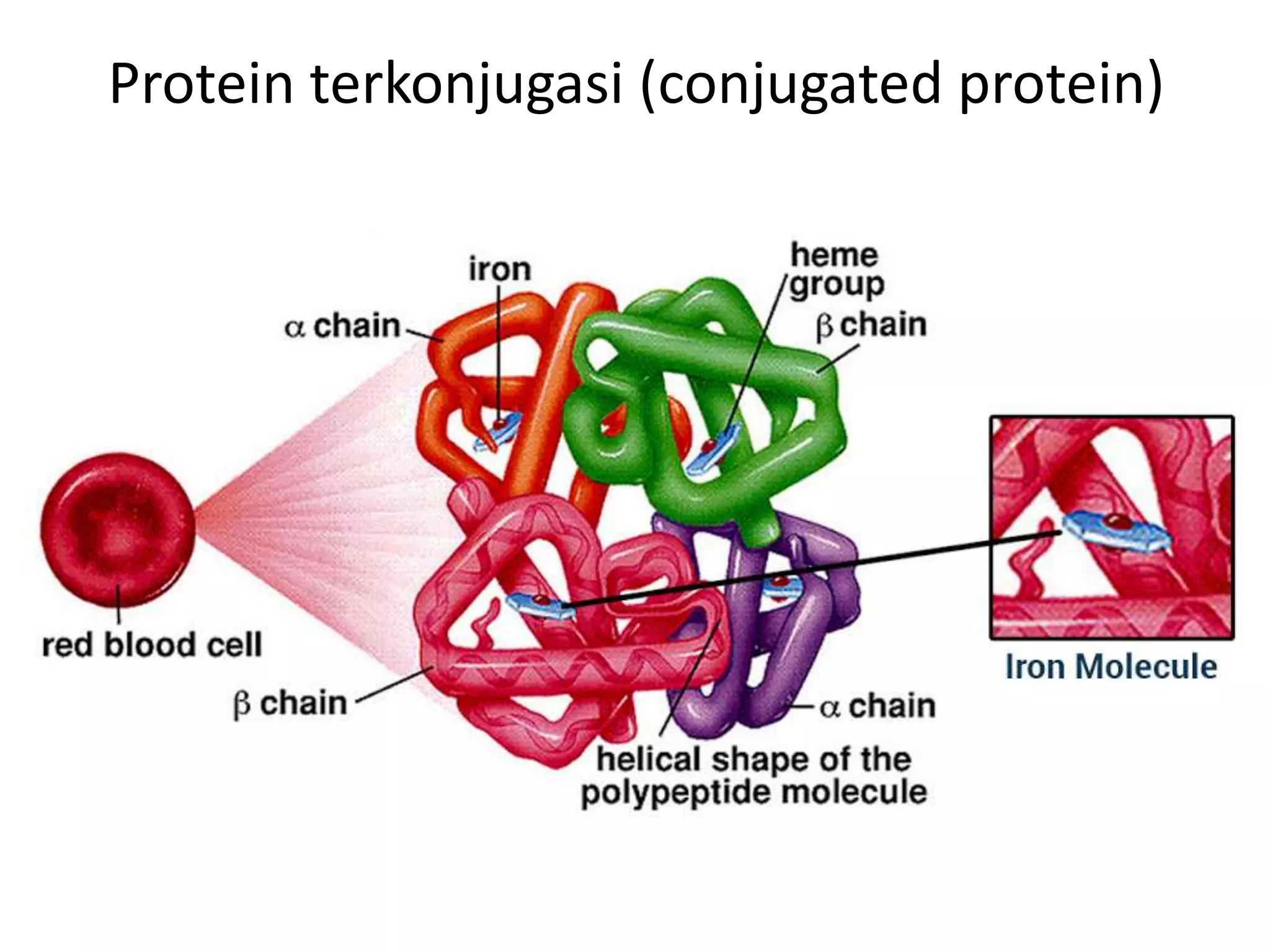 Struktur dan fungsi protein NPN_2022.pptx