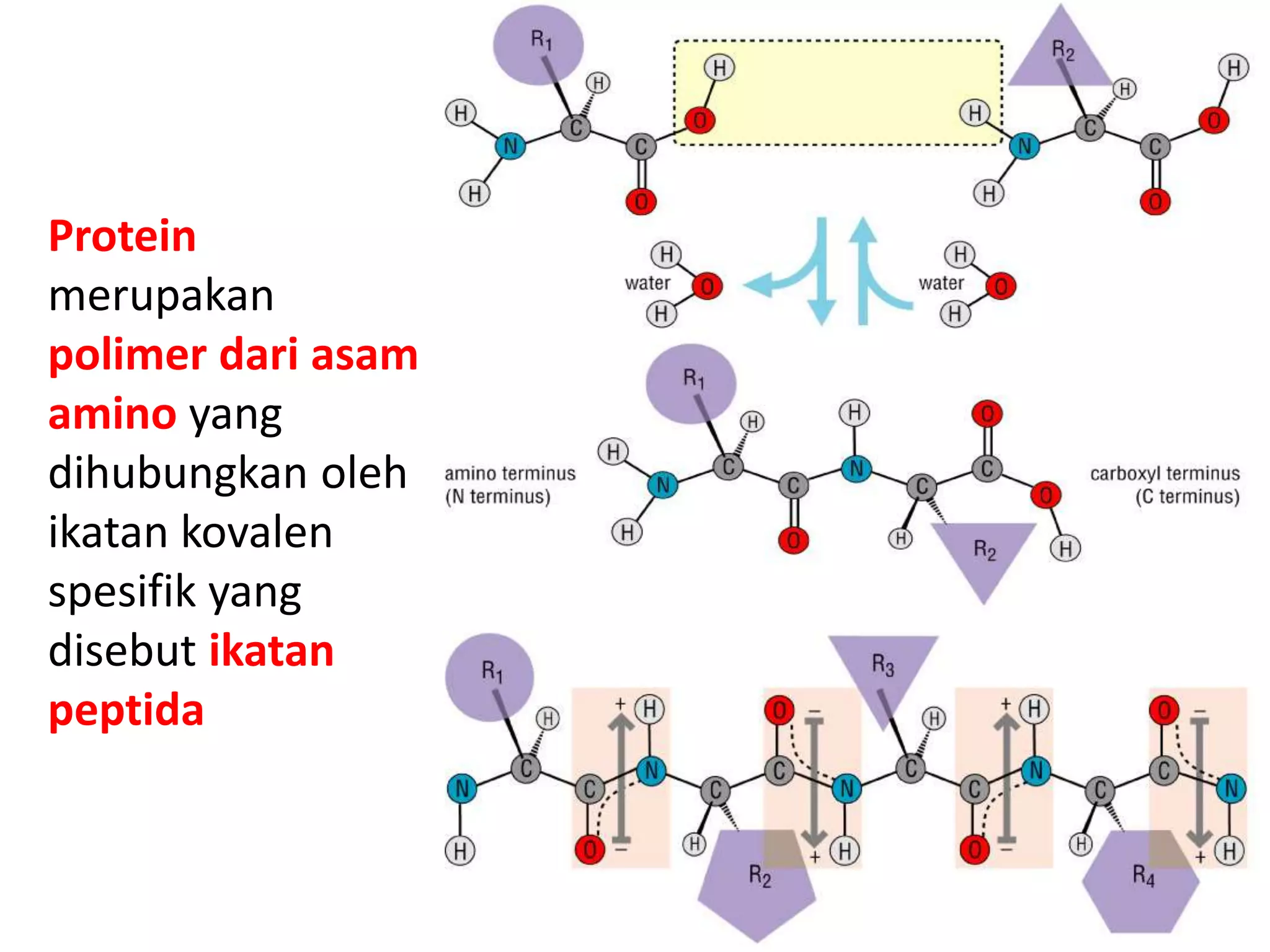 Struktur dan fungsi protein NPN_2022.pptx