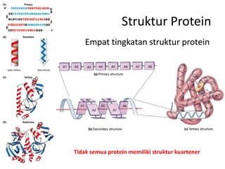 Struktur dan fungsi protein NPN_2022.pptx