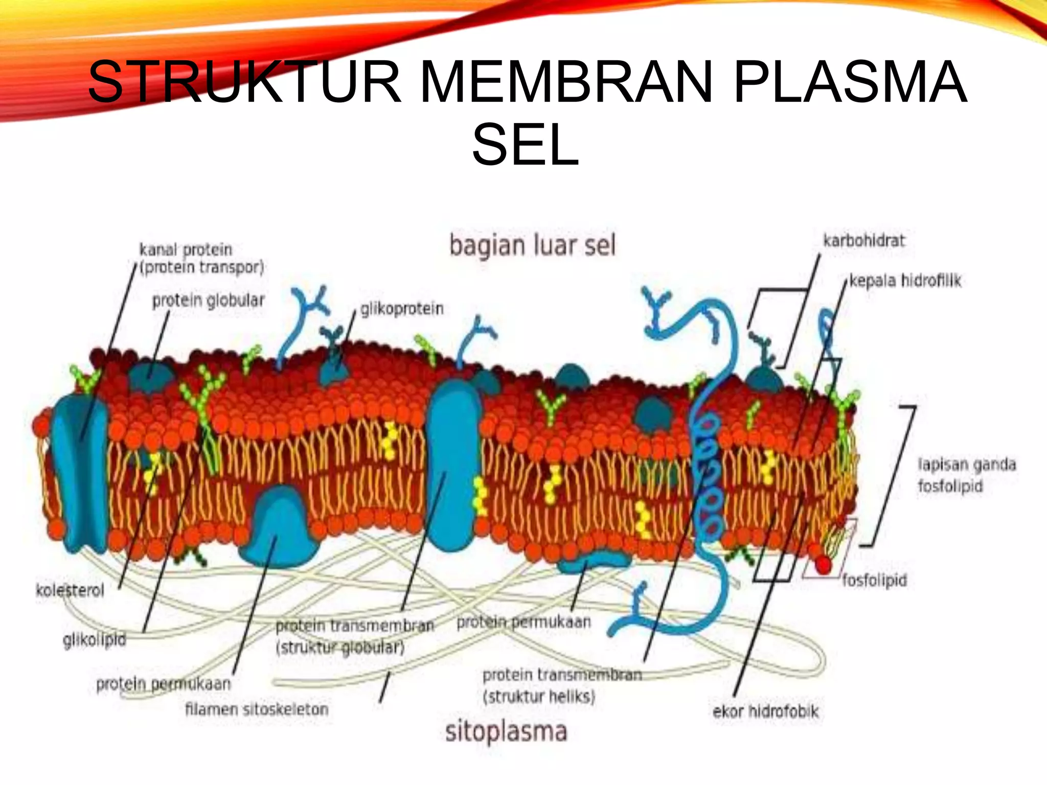 Struktur dan Fungsi Sel Mkhluk Hidup | PPTX