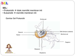 Struktur_dan_Fungsi_Sel.pptx