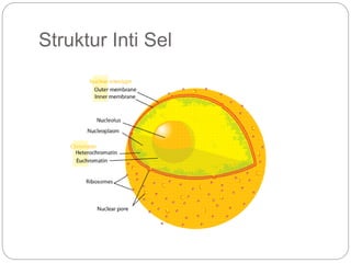 Struktur_dan_Fungsi_Sel.pptx