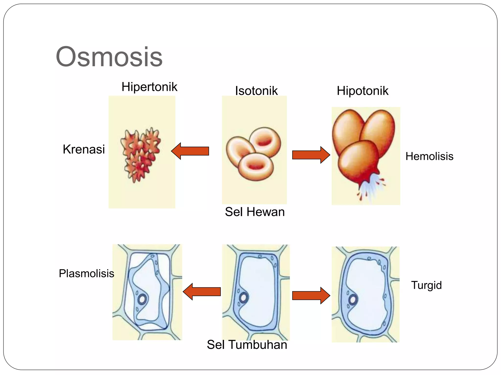 Struktur_dan_Fungsi_Sel.pptx