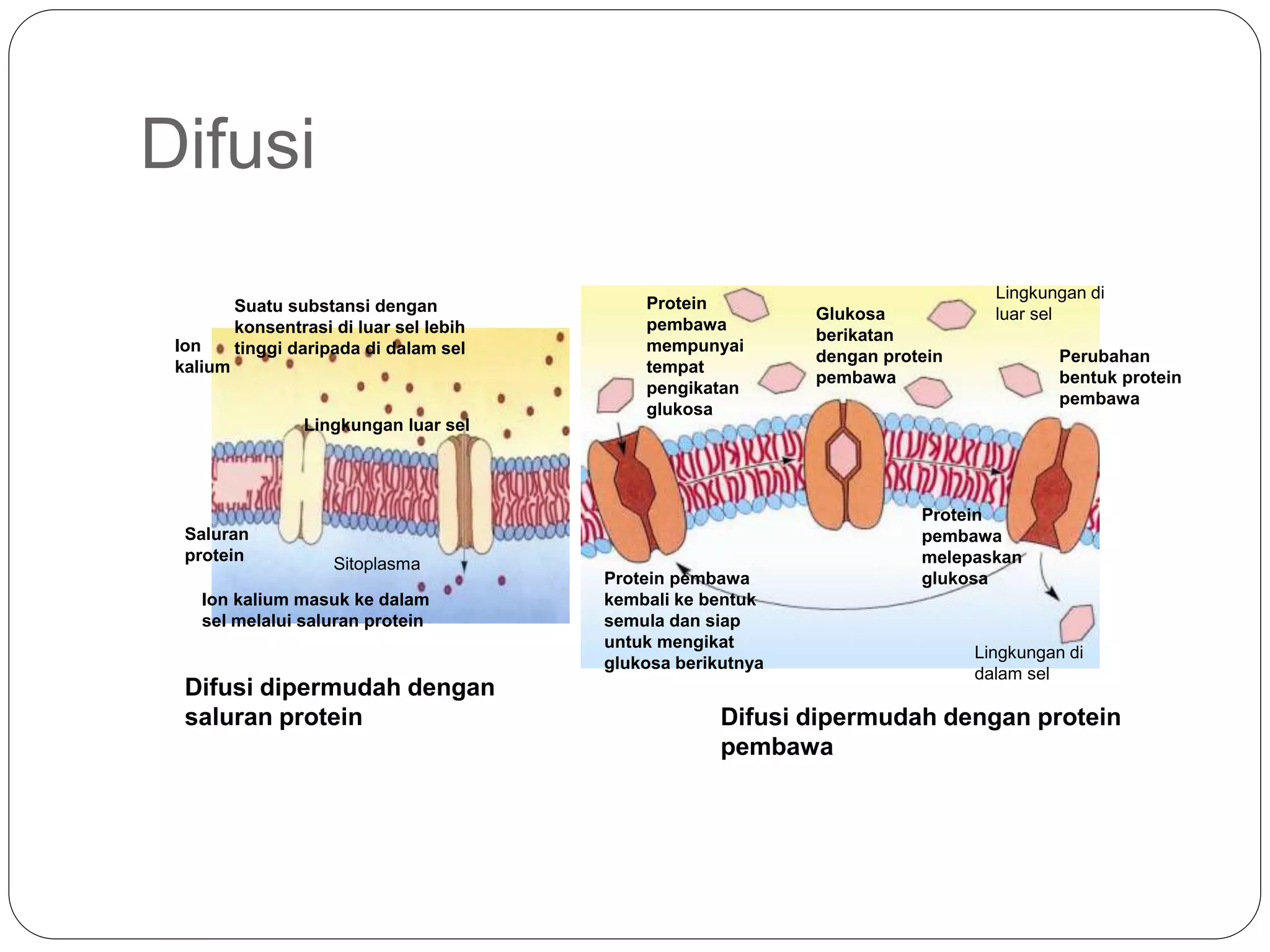 Struktur_dan_Fungsi_Sel.pptx