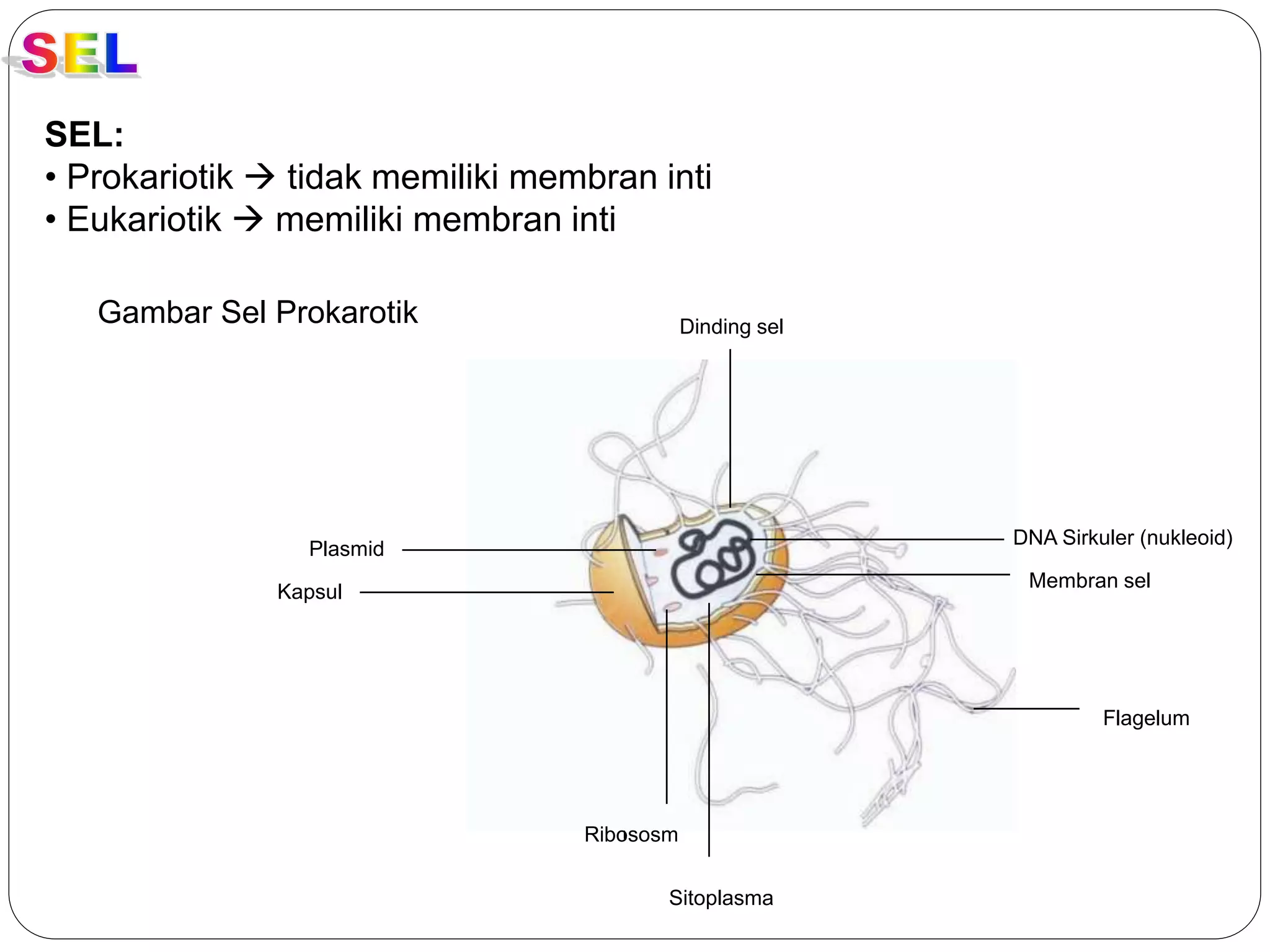 Struktur_dan_Fungsi_Sel.pptx