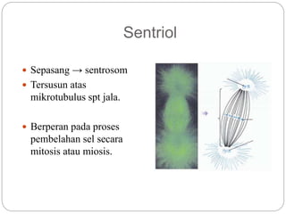 Struktur_dan_Fungsi_Sel.pptx
