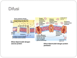 Struktur_dan_Fungsi_Sel.pptx