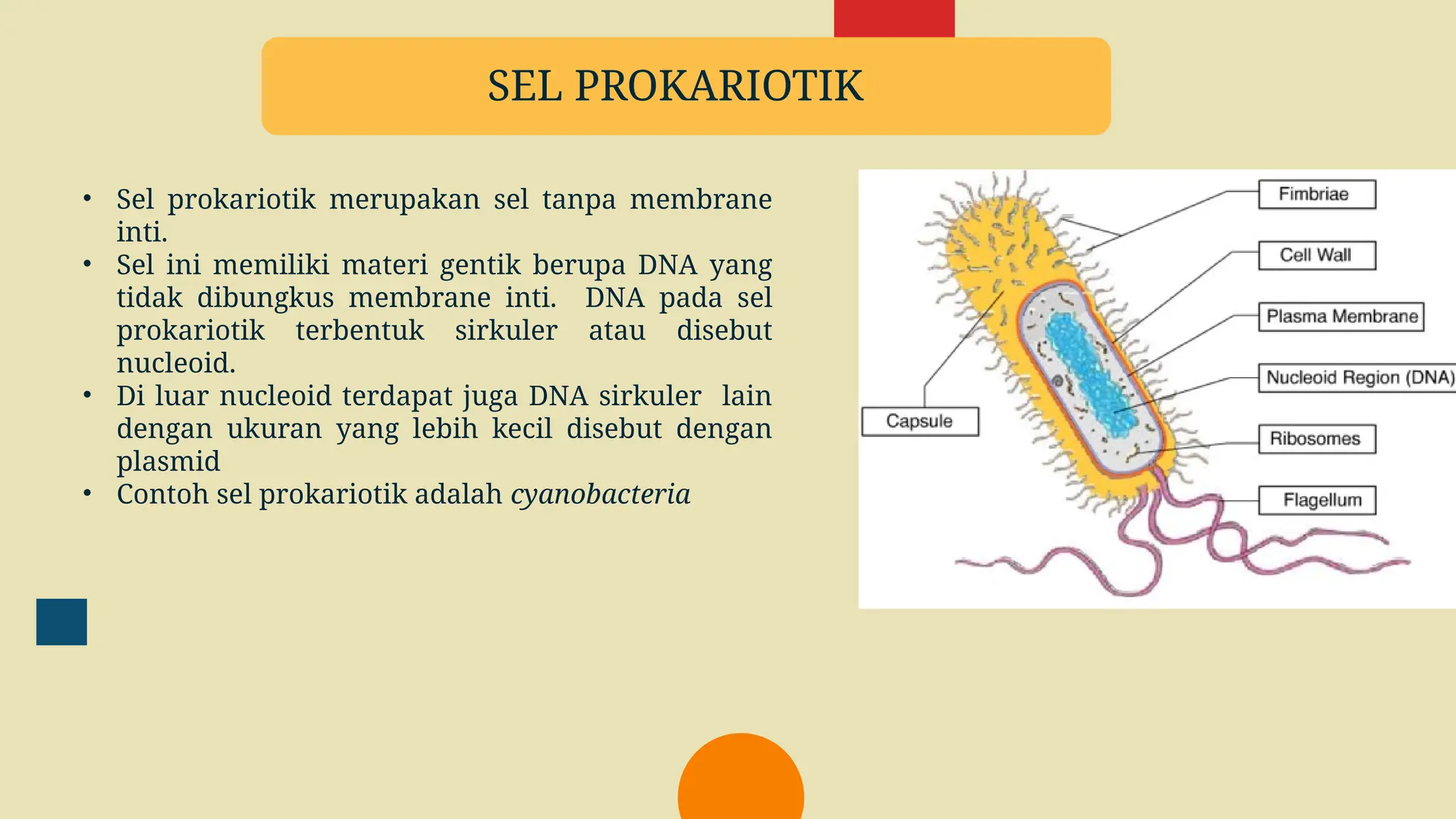 STRUKTUR DAN FUNGSI SEL PADA KELAS XI SMA.pptx