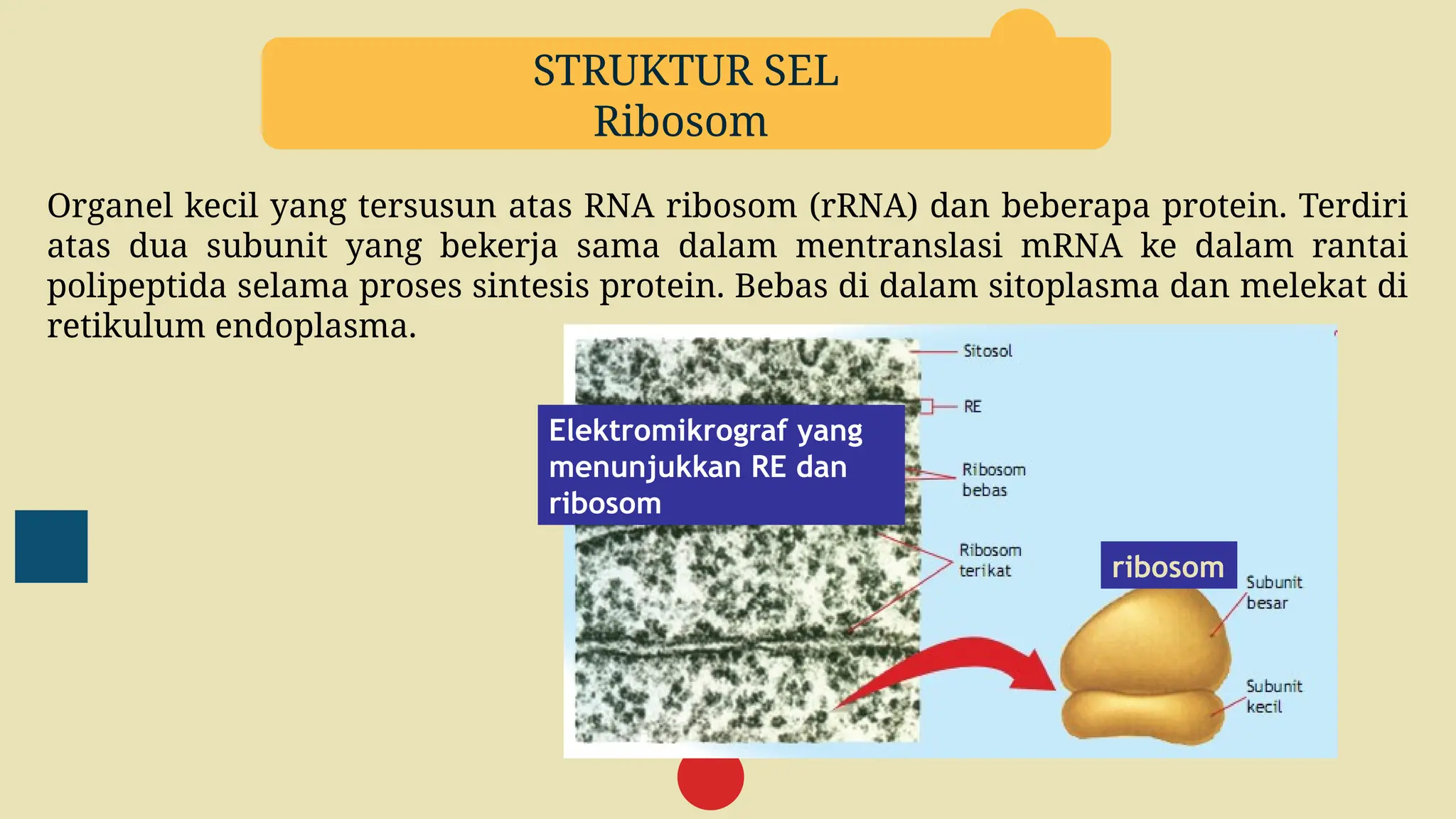 STRUKTUR DAN FUNGSI SEL PADA KELAS XI SMA.pptx