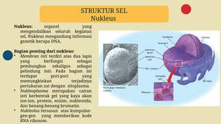 STRUKTUR DAN FUNGSI SEL PADA KELAS XI SMA.pptx