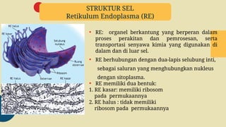 STRUKTUR DAN FUNGSI SEL PADA KELAS XI SMA.pptx