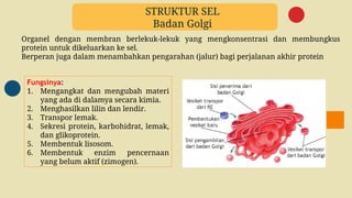 STRUKTUR DAN FUNGSI SEL PADA KELAS XI SMA.pptx