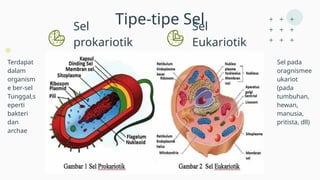 struktur dan fungsi sel biologI kelas xi.pptx