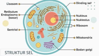 struktur dan fungsi sel biologI kelas xi.pptx
