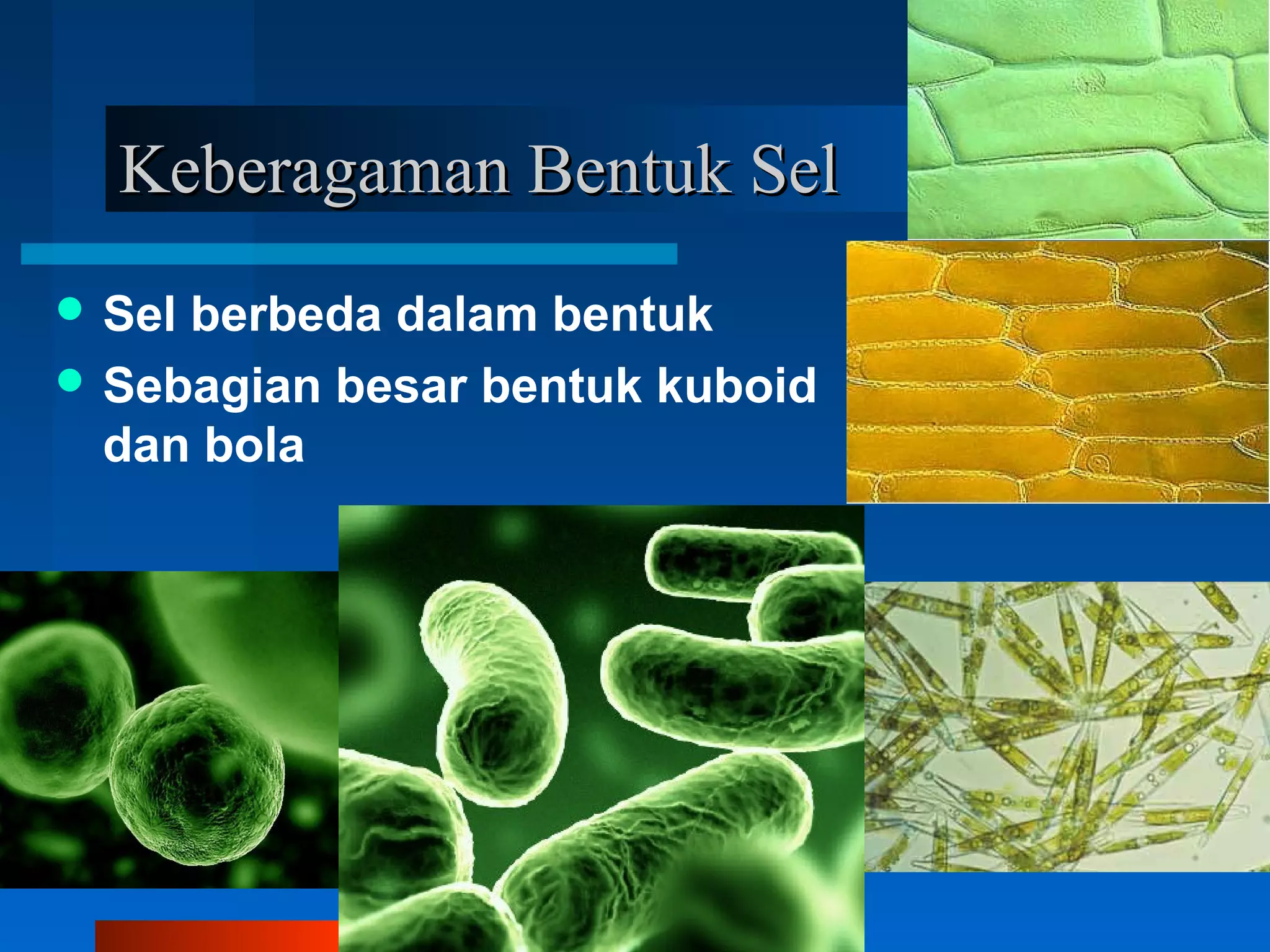 Struktur dan fungsi sel | PDF