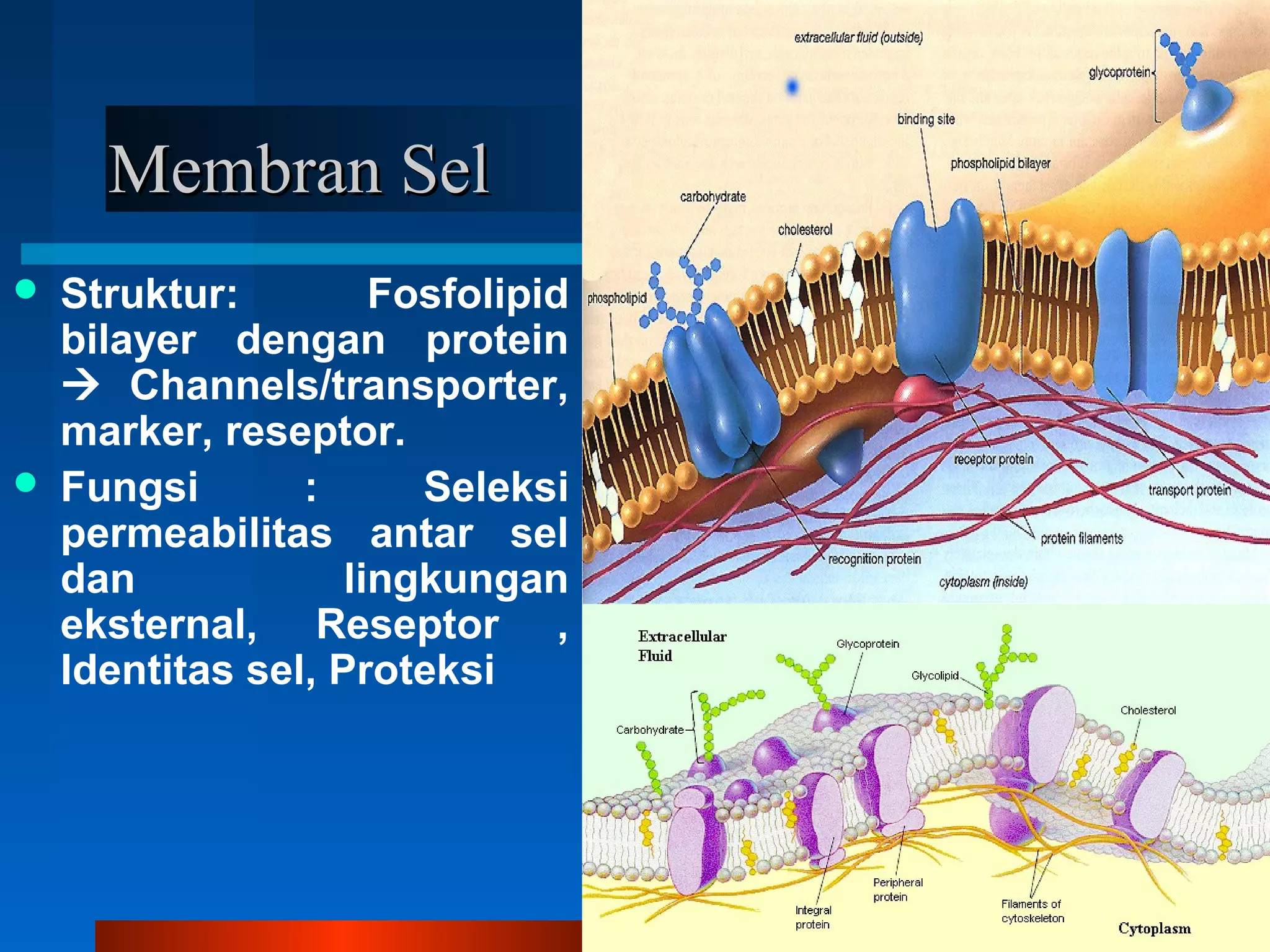 Struktur dan fungsi sel | PDF