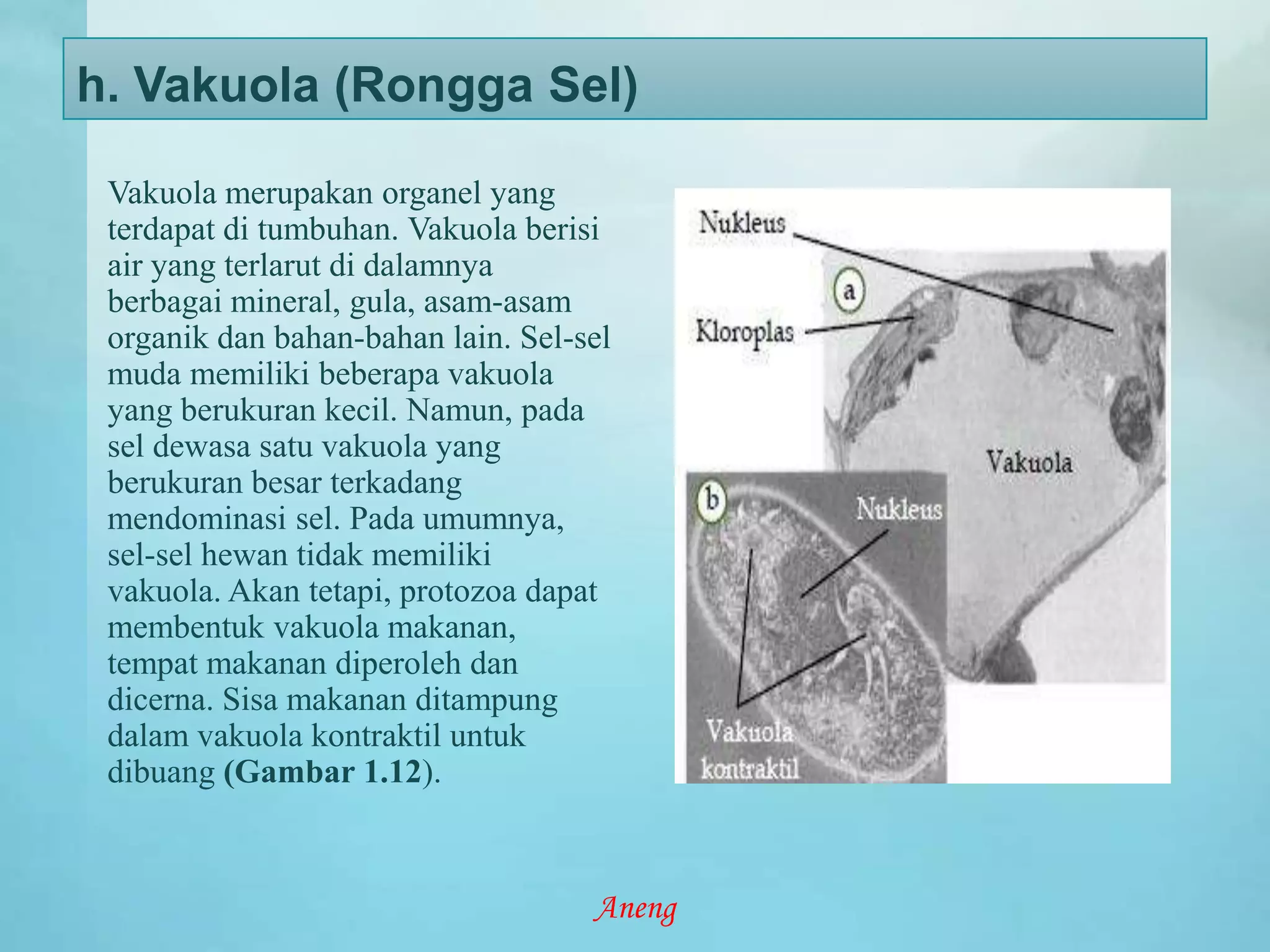 Struktur dan fungsi sel hewan dan tumbuhan | PPTX
