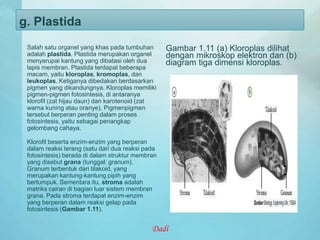 Struktur dan fungsi sel hewan dan tumbuhan | PPTX