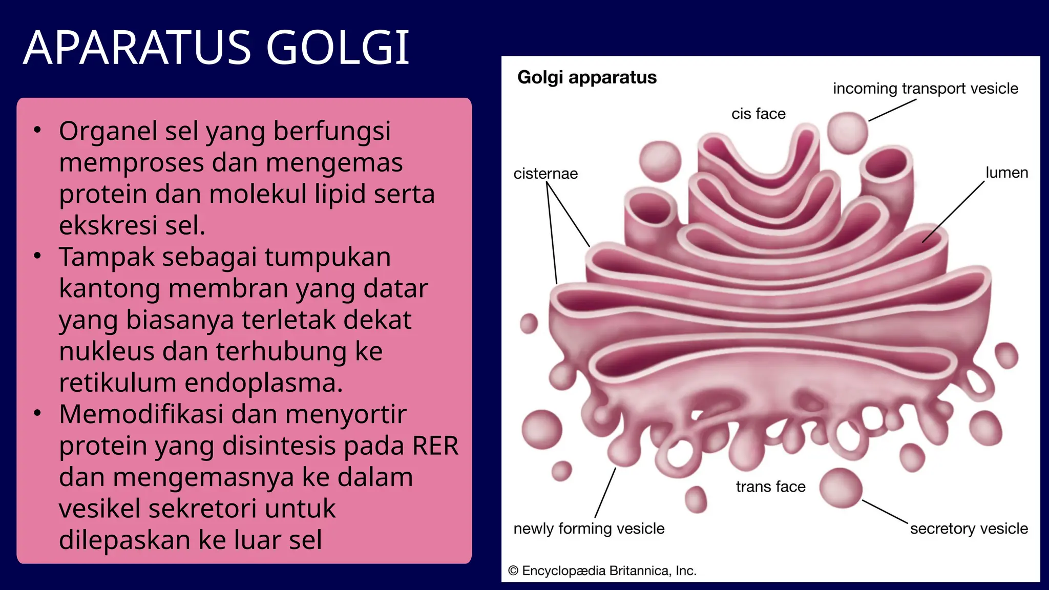 Struktur dan fungsi sel Jaringan dan sistem tubuh.pptx | Free Download
