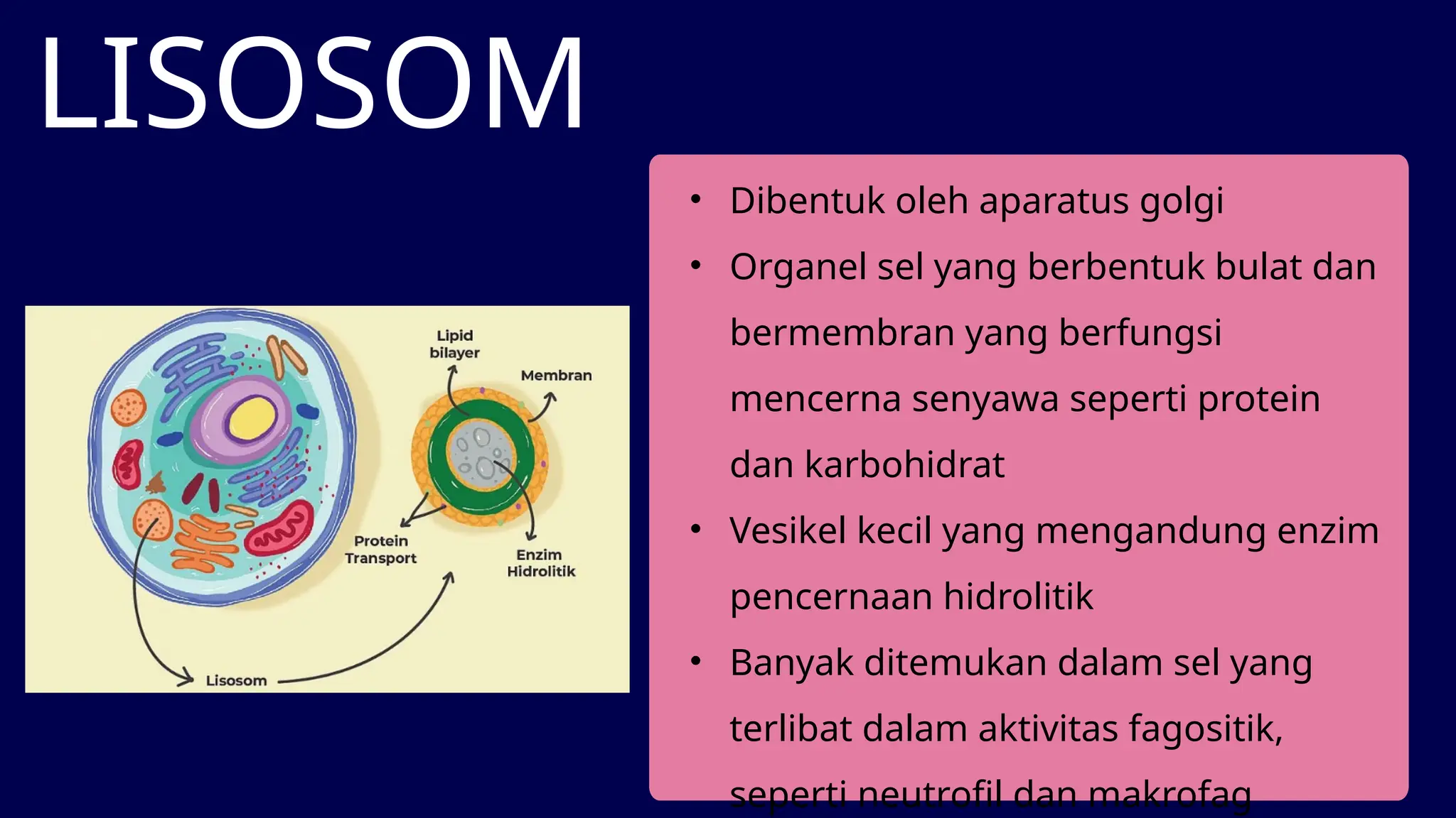 Struktur dan fungsi sel Jaringan dan sistem tubuh.pptx
