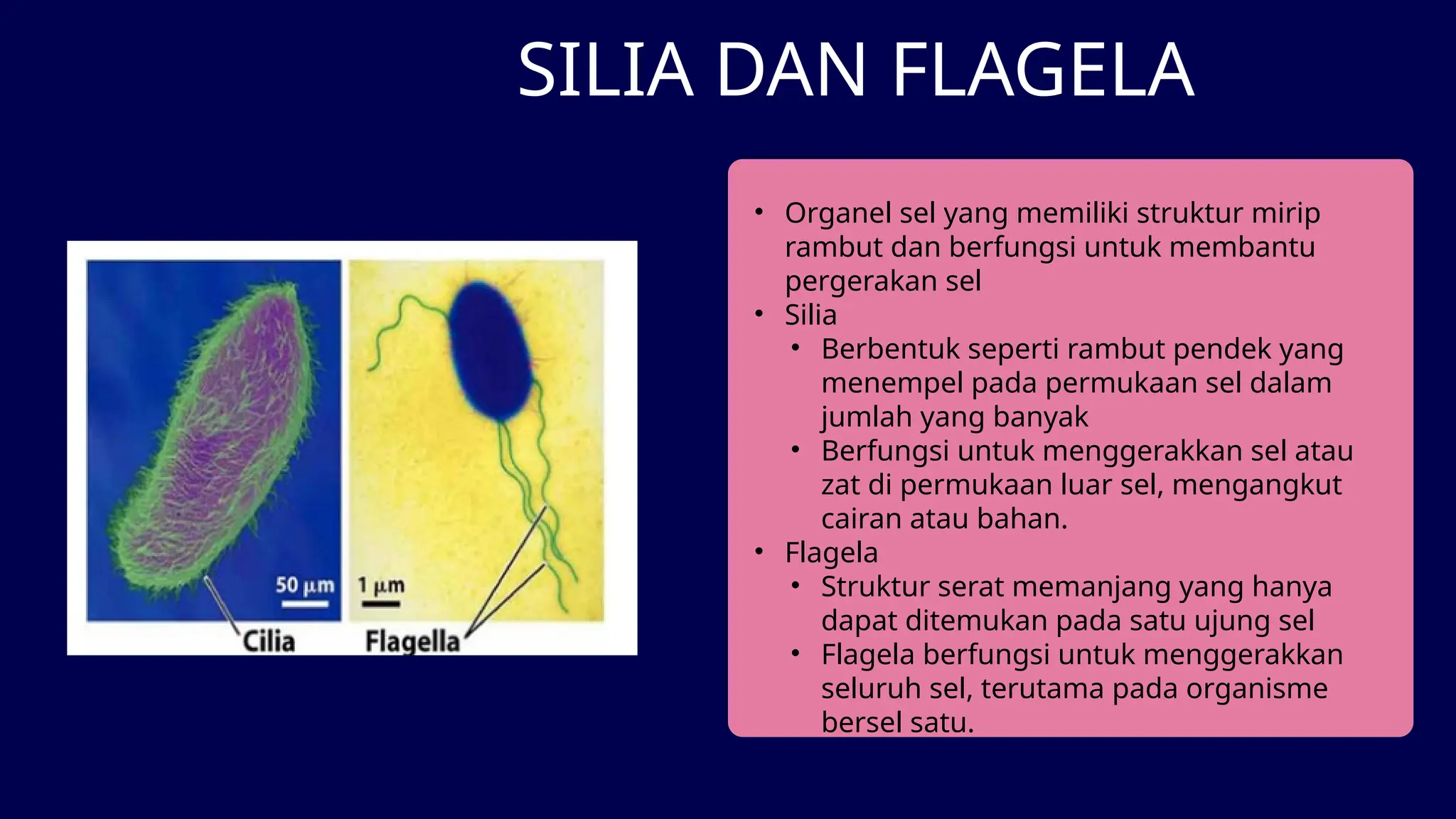 Struktur dan fungsi sel Jaringan dan sistem tubuh.pptx | Free Download