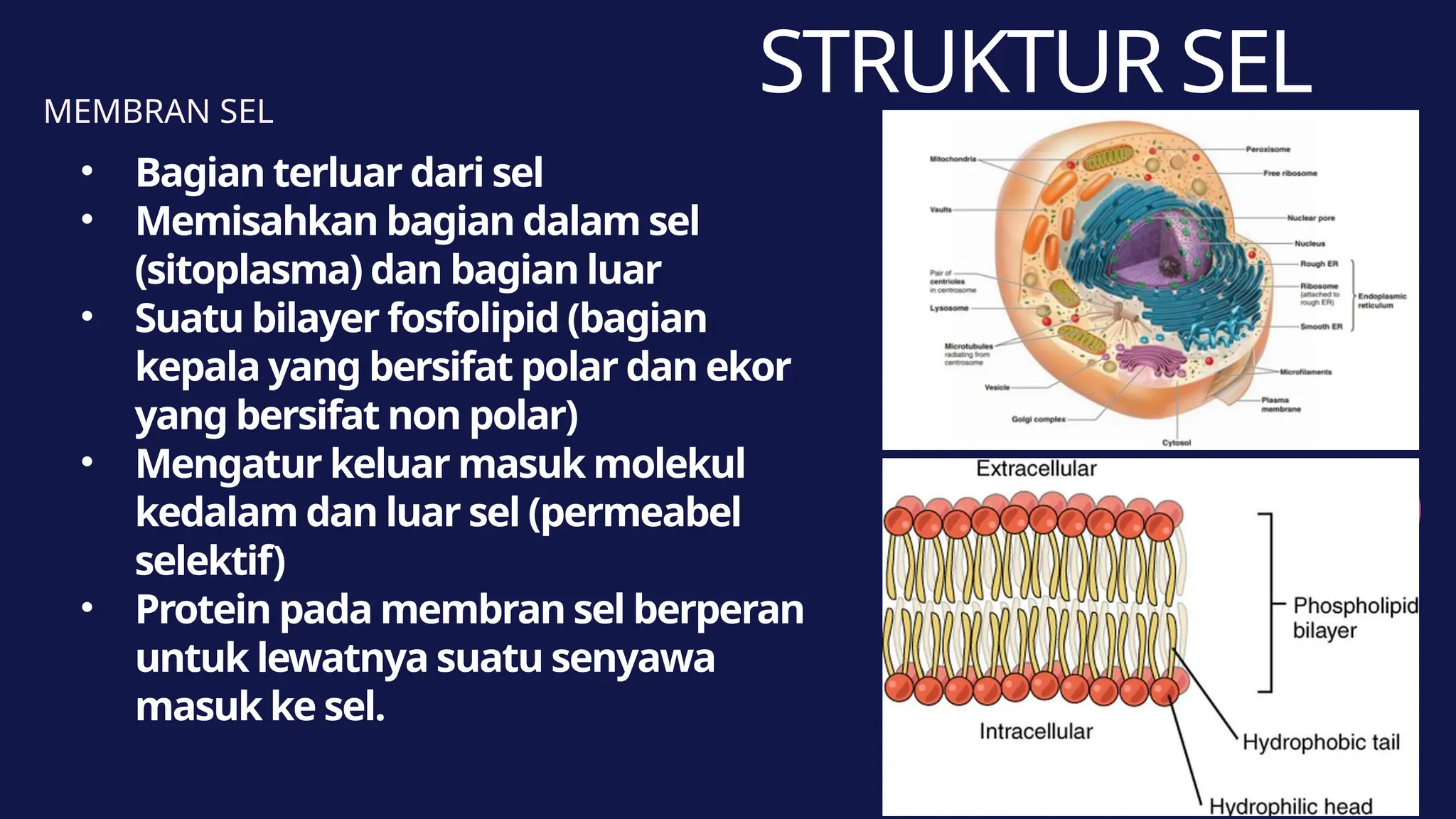 Struktur dan fungsi sel Jaringan dan sistem tubuh.pptx