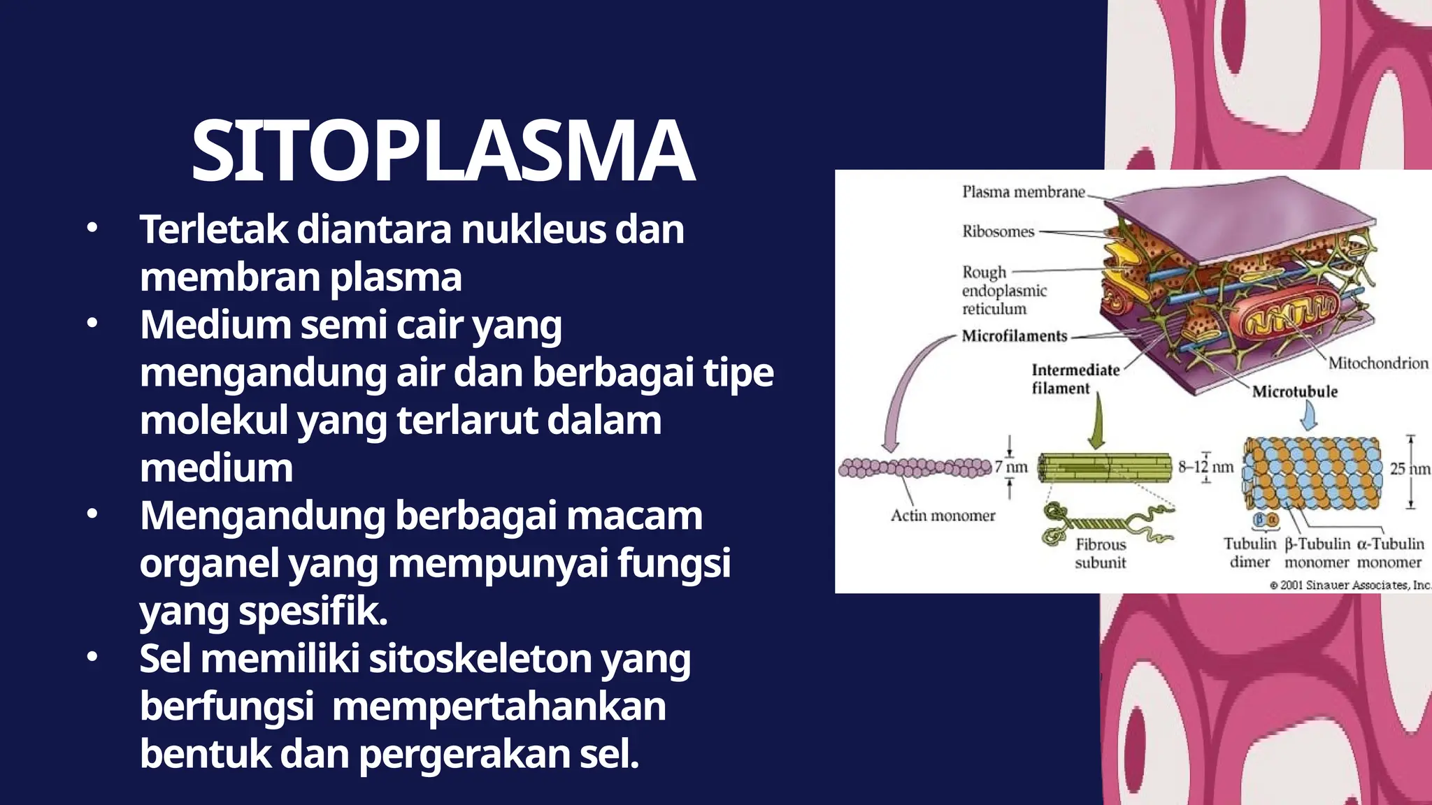 Struktur dan fungsi sel Jaringan dan sistem tubuh.pptx