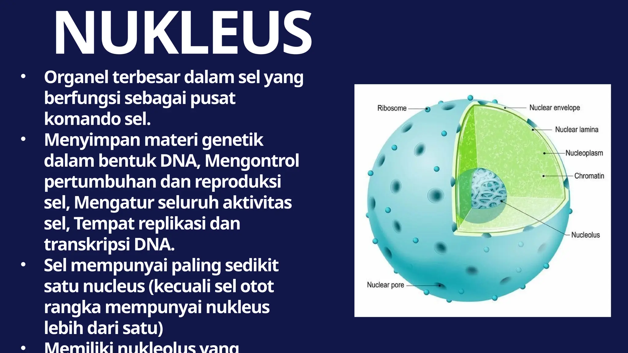 Struktur dan fungsi sel Jaringan dan sistem tubuh.pptx | Free Download