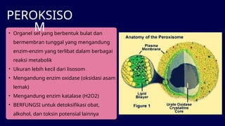 Struktur dan fungsi sel Jaringan dan sistem tubuh.pptx | Free Download