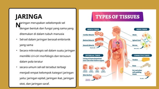Struktur dan fungsi sel Jaringan dan sistem tubuh.pptx | Free Download