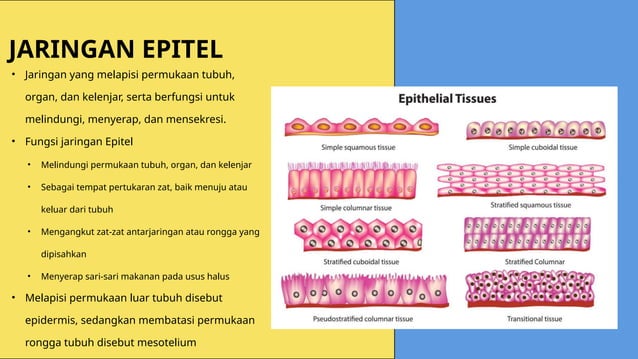 Struktur dan fungsi sel Jaringan dan sistem tubuh.pptx | Free Download