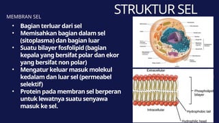 Struktur dan fungsi sel Jaringan dan sistem tubuh.pptx | Free Download