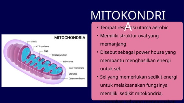 Struktur dan fungsi sel Jaringan dan sistem tubuh.pptx | Free Download