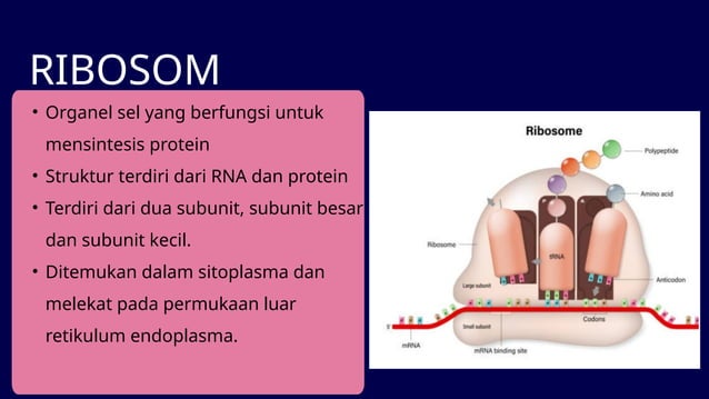 Struktur dan fungsi sel Jaringan dan sistem tubuh.pptx | Free Download