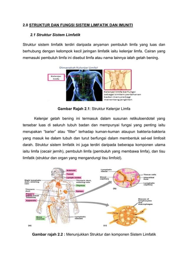 Struktur dan fungsi sistem limfatik by fie | DOCX