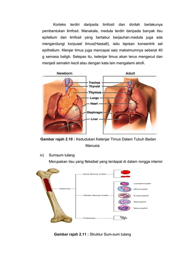 Struktur dan fungsi sistem limfatik by fie | PDF Struktur dan fungsi sistem limfatik by fie | PDF