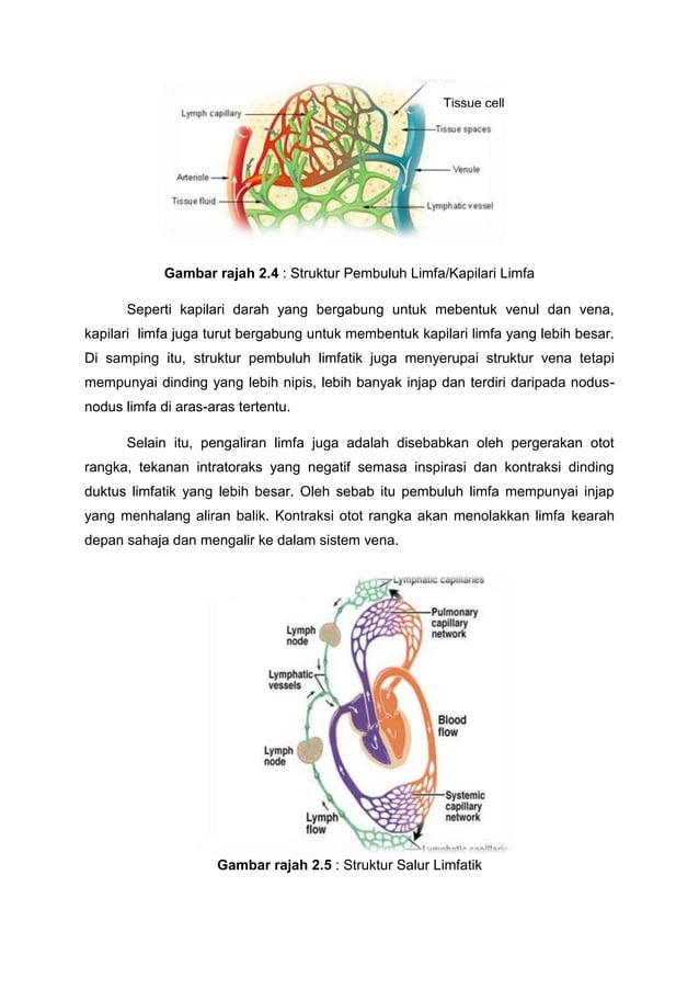 Struktur dan fungsi sistem limfatik by fie Struktur dan fungsi sistem limfatik by fie