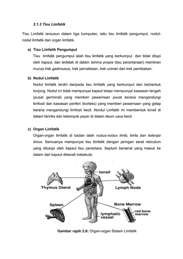 Struktur dan fungsi sistem limfatik by fie Struktur dan fungsi sistem limfatik by fie