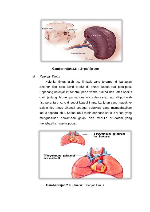 Struktur dan fungsi sistem limfatik by fie Struktur dan fungsi sistem limfatik by fie