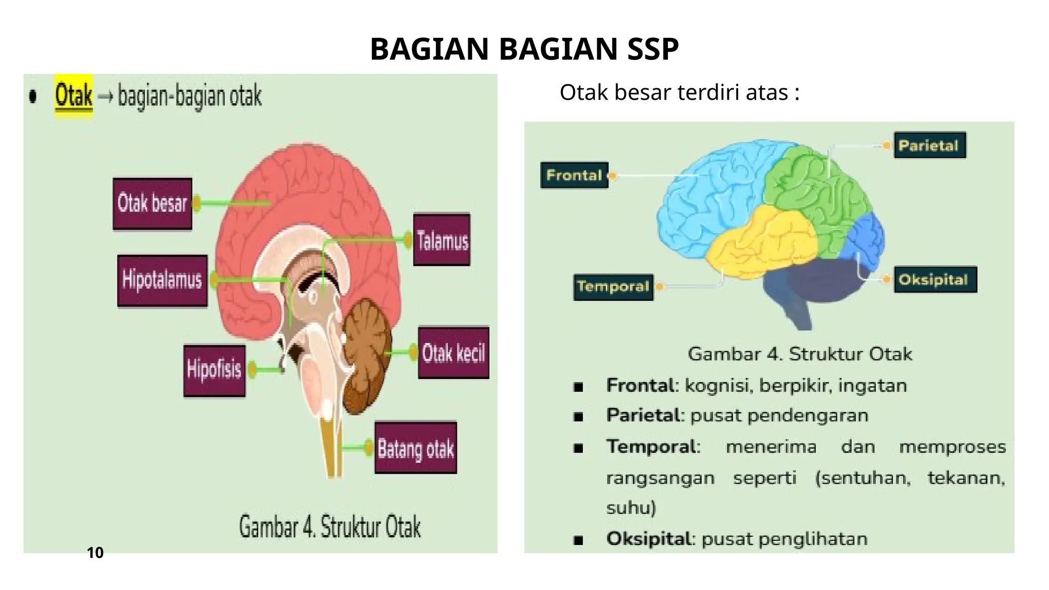 STRUKTUR DAN FUNGSI SISTEM SARAF kelas 11.pptx