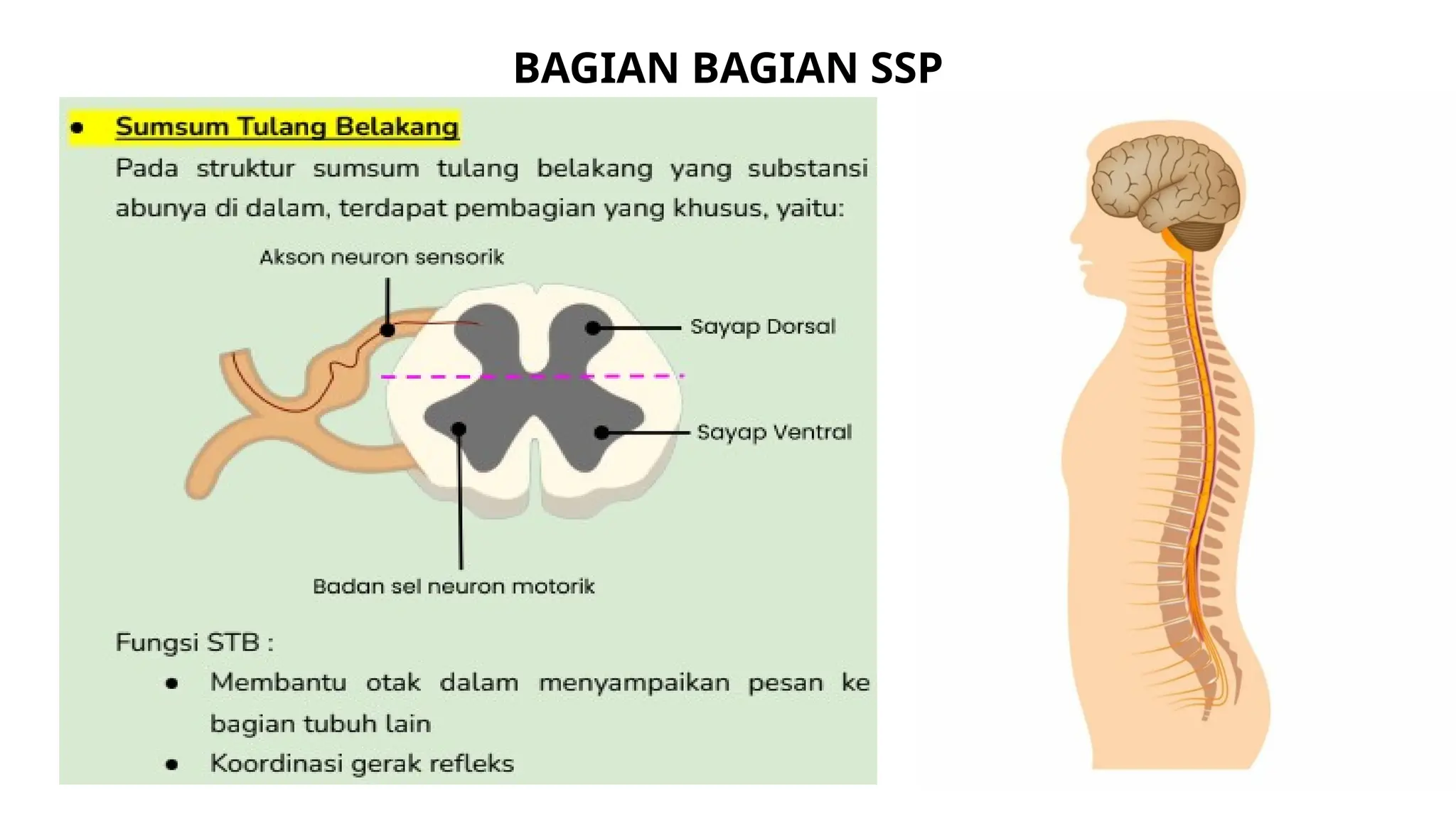 STRUKTUR DAN FUNGSI SISTEM SARAF kelas 11.pptx