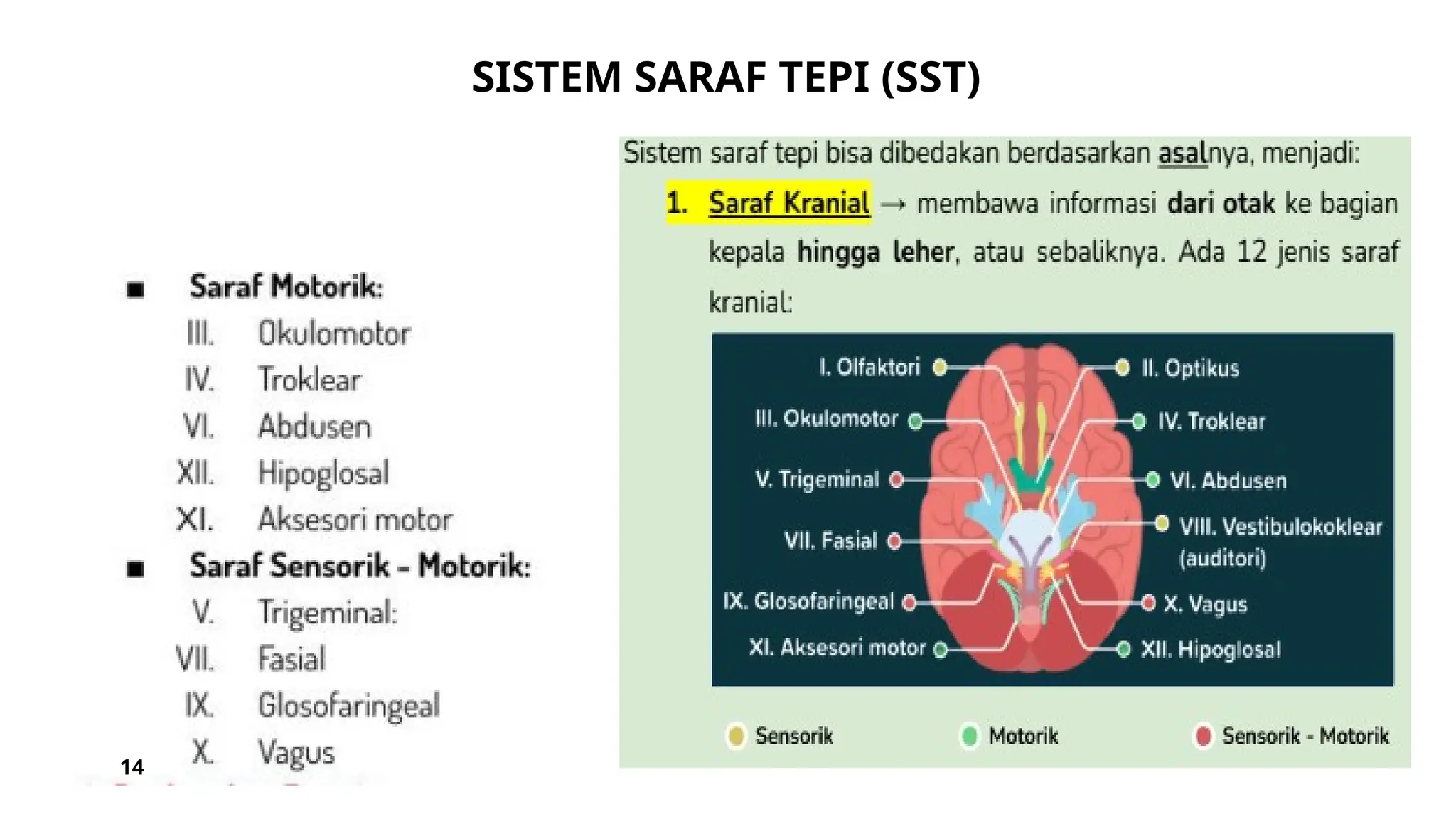 STRUKTUR DAN FUNGSI SISTEM SARAF kelas 11.pptx